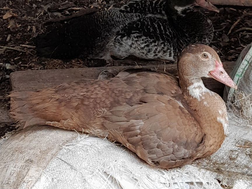 Мускусные утки