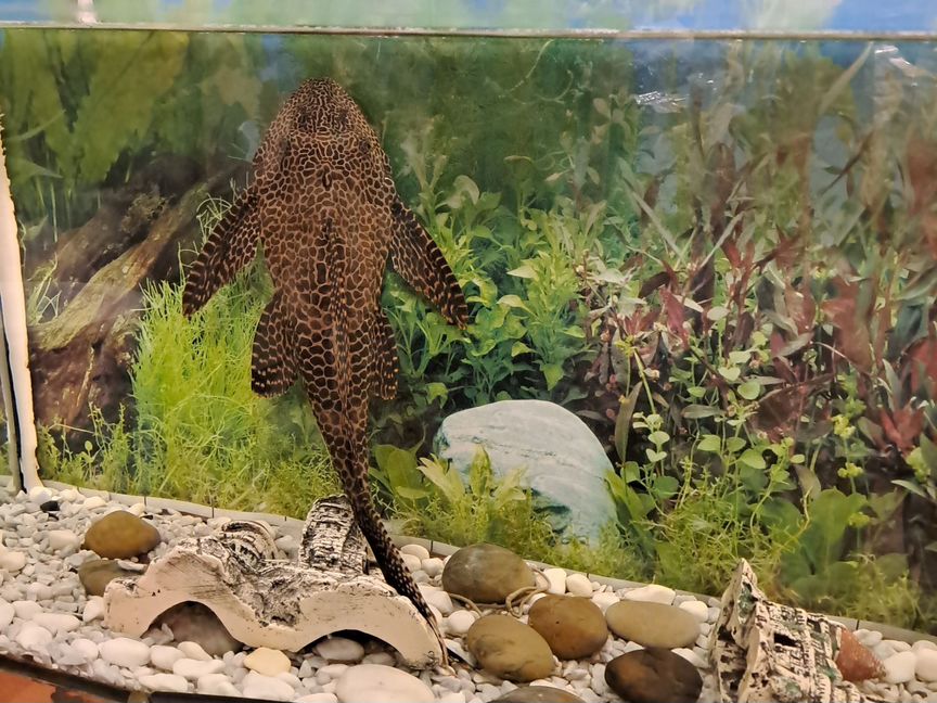 Аквариум с рыбками