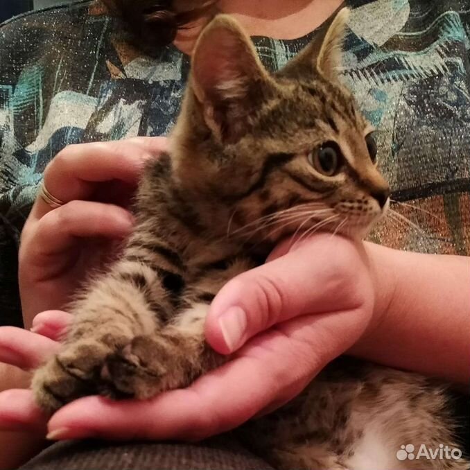 Котенок в хорошие руки 2,5 мес. девочка