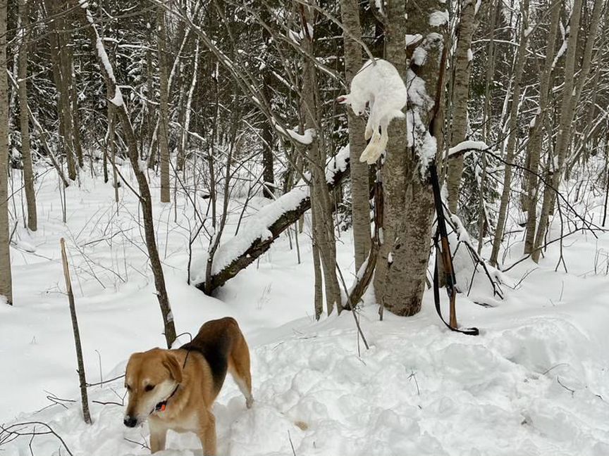 Русская гончая