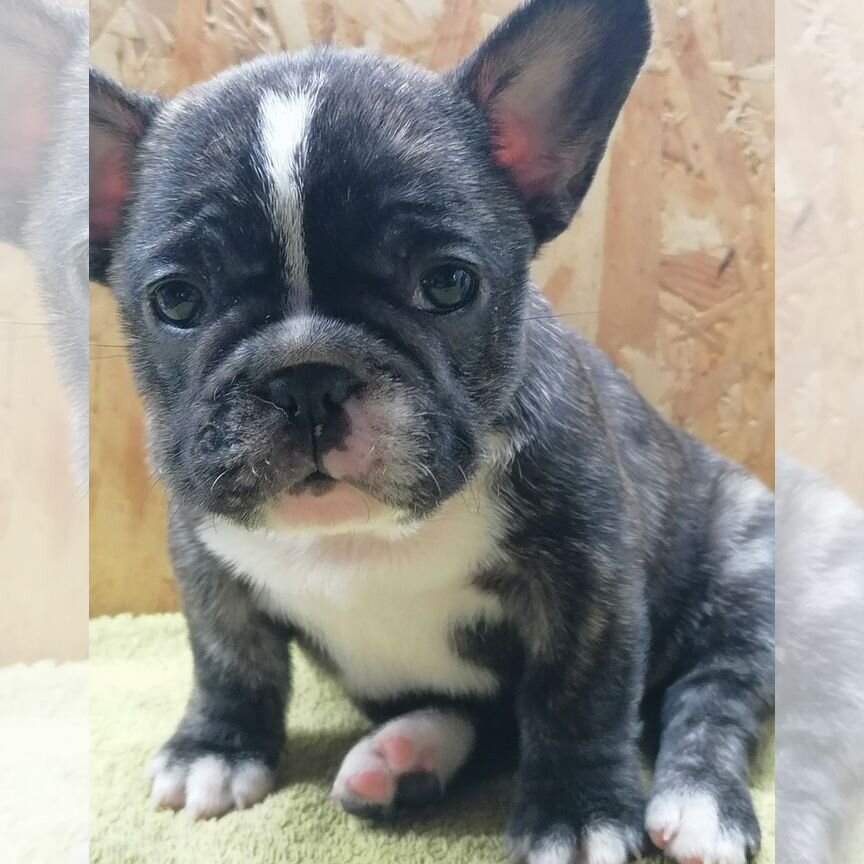 Французский бульдог, щенок