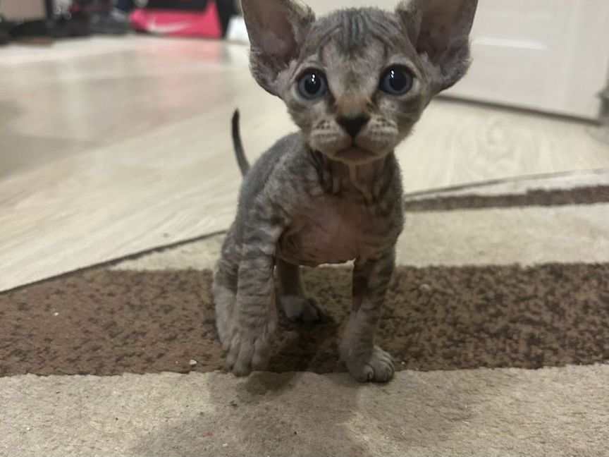Котятки сфинкса