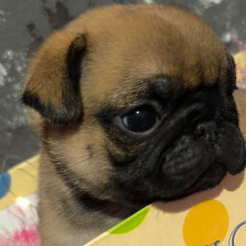 Мопс, щенок