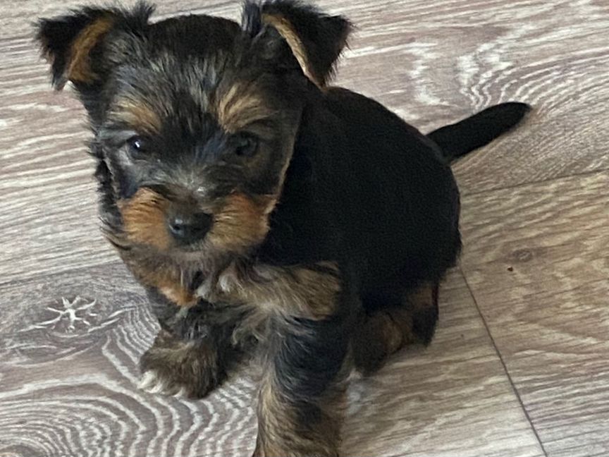 Йоркширский терьер