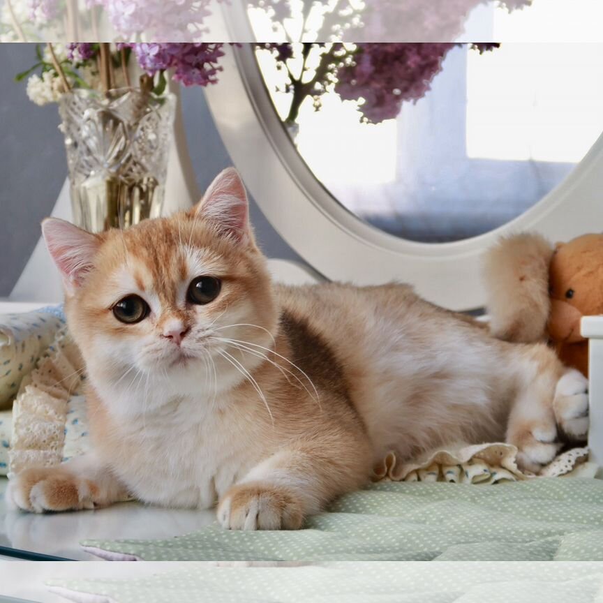 Британские котята