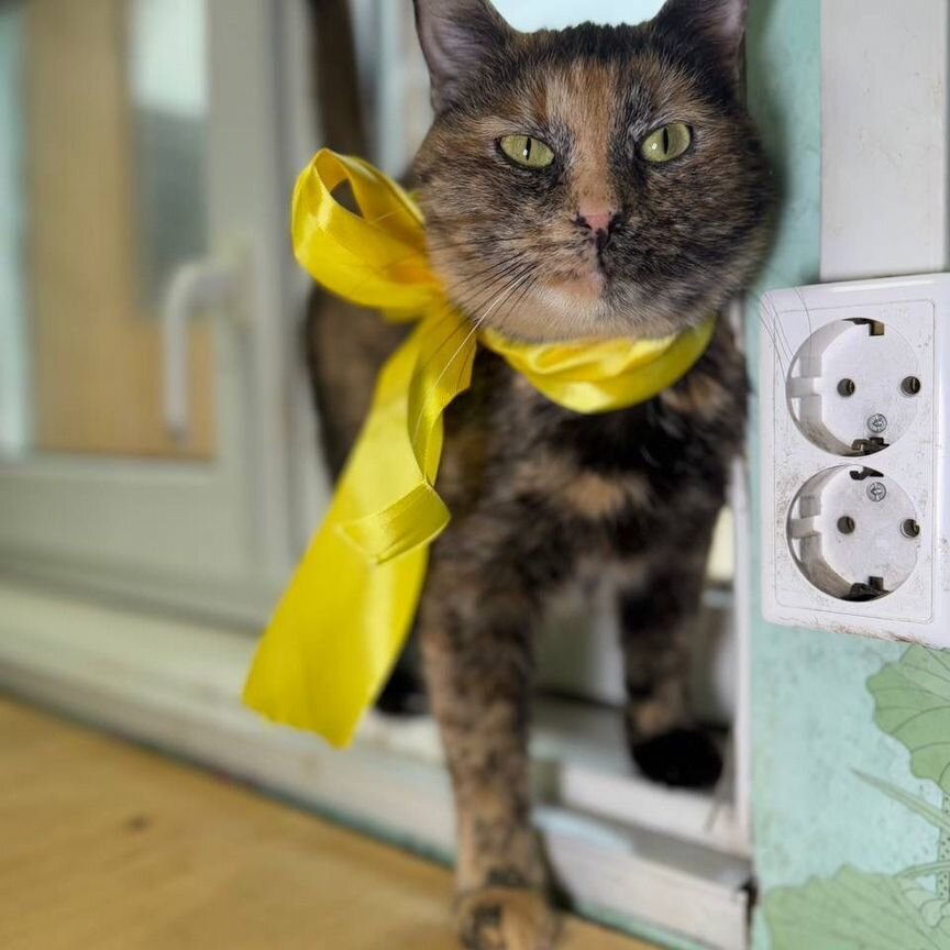 Богиня кошка домашняя ласковая забирайте