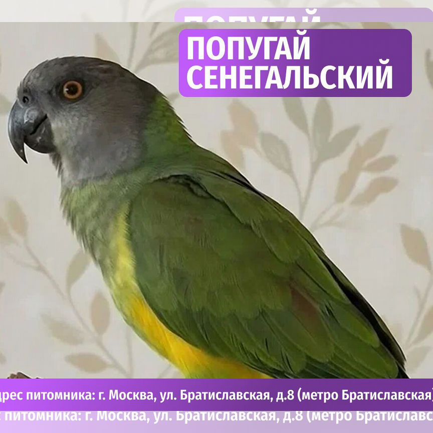 Попугай Сенегальский