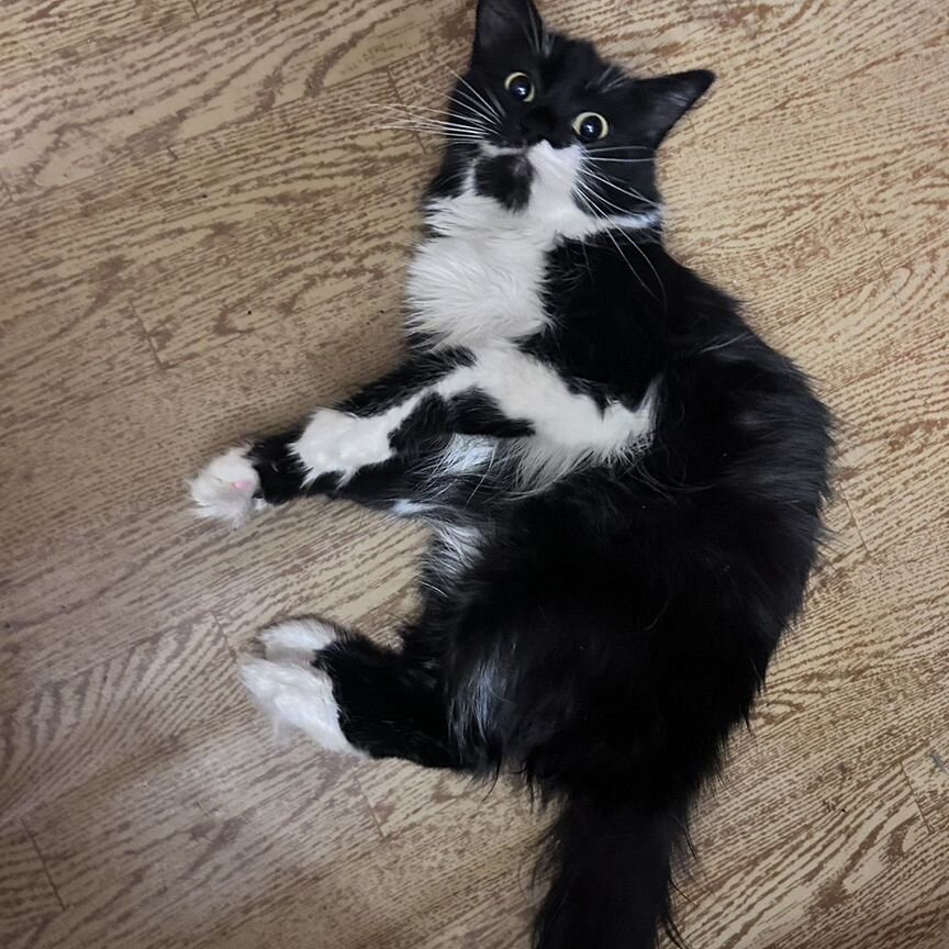 Кошка