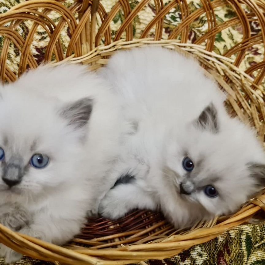 Малышки blue-colorpoint Ragdoll