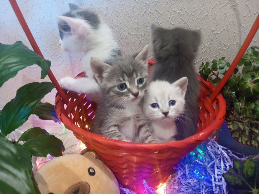 Котятки малышатки