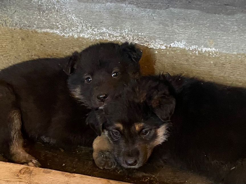 Щенок в добрые руки бесплатно