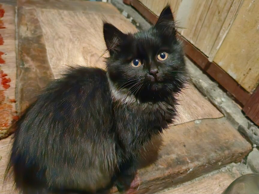 Котенок