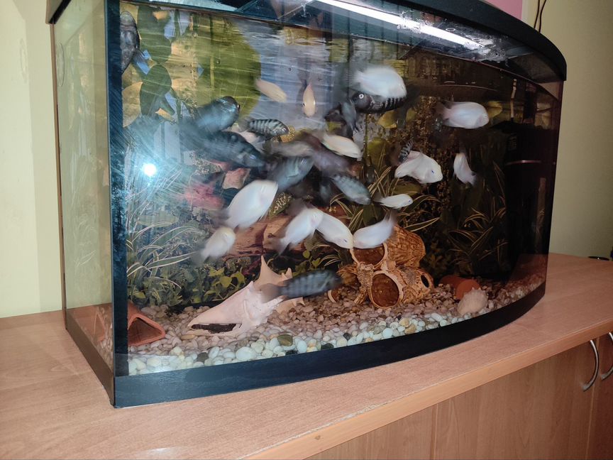 Цихлиды взрослые