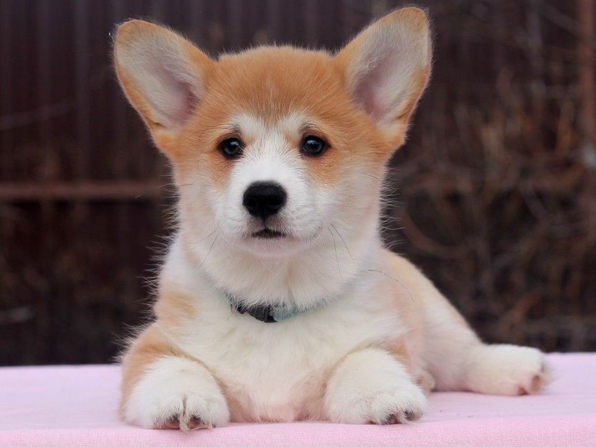 Вельш-корги пемброк супер мальчик