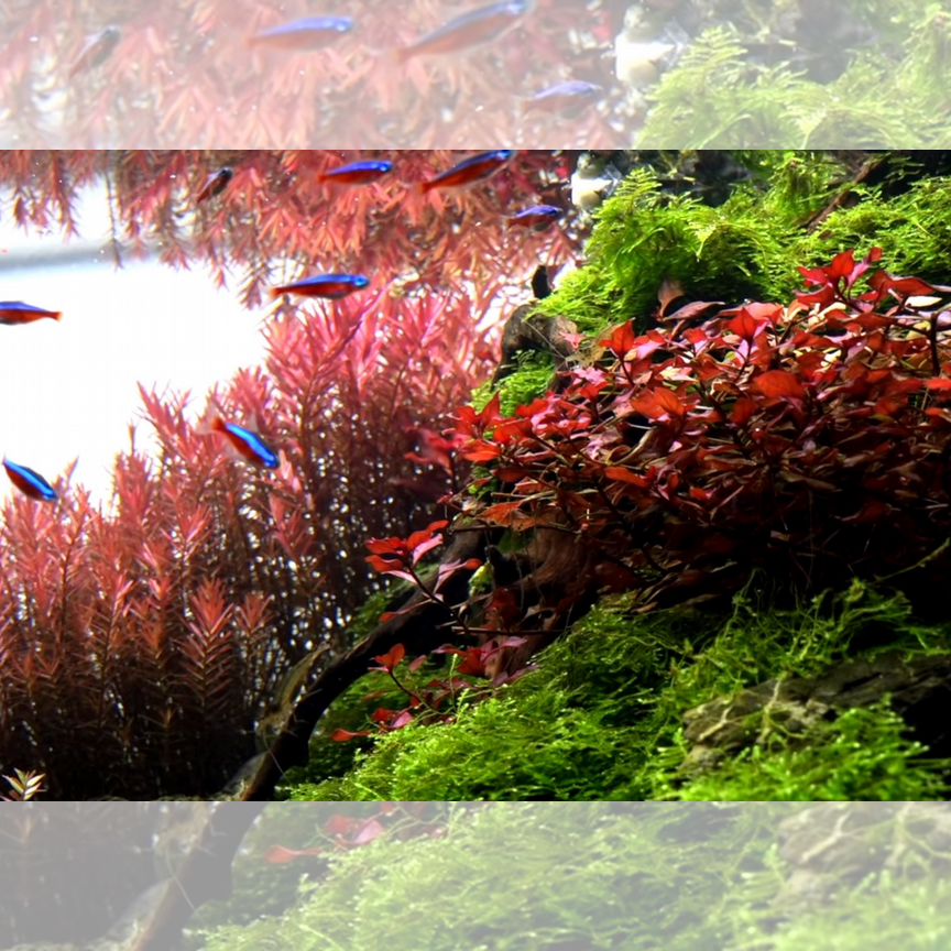 Аквариумные растения,коряги,композиции