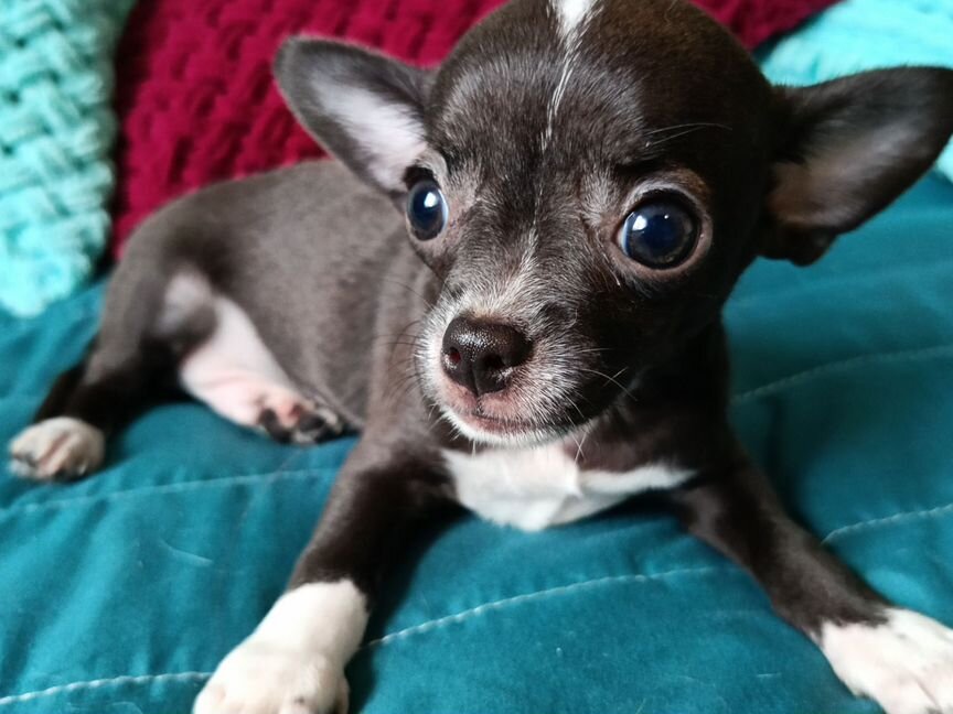 Очаровательные Чихуашки братишки