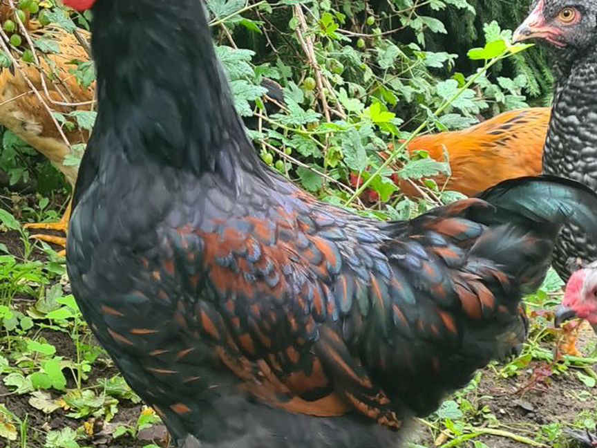 Продам молодых петухов 4 мес