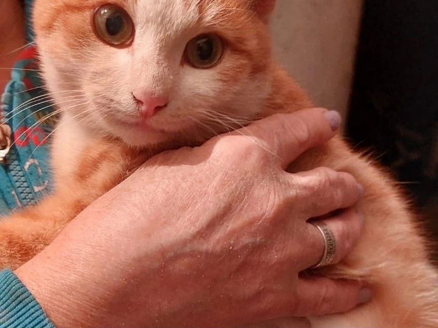 Кошка в дар