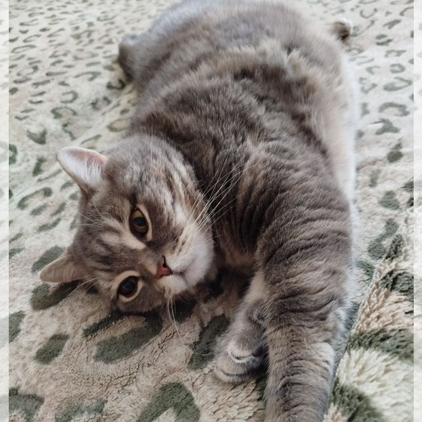 Шотландский прямоухий короткошёрстный, взрослый кот