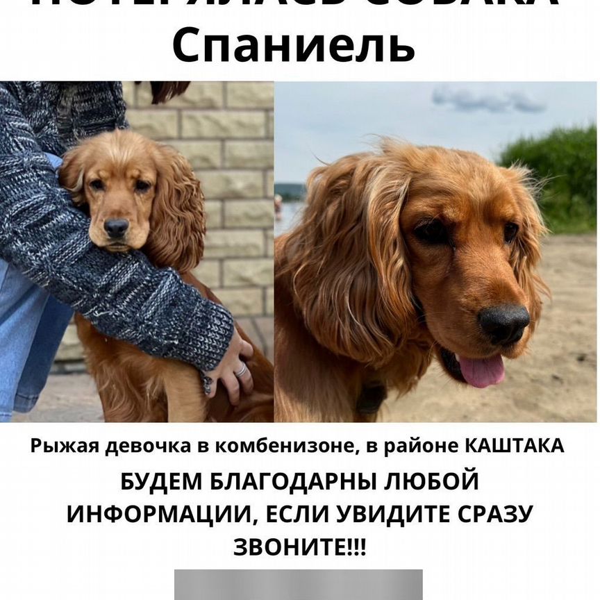 Потерялась собака