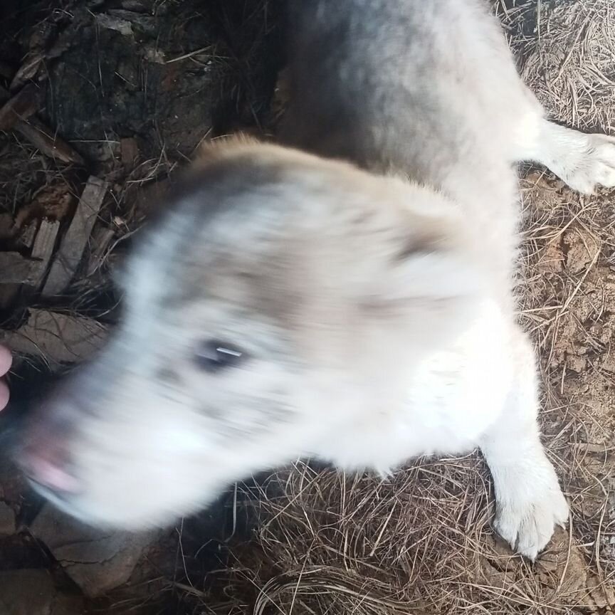 Щенки алабая продажа