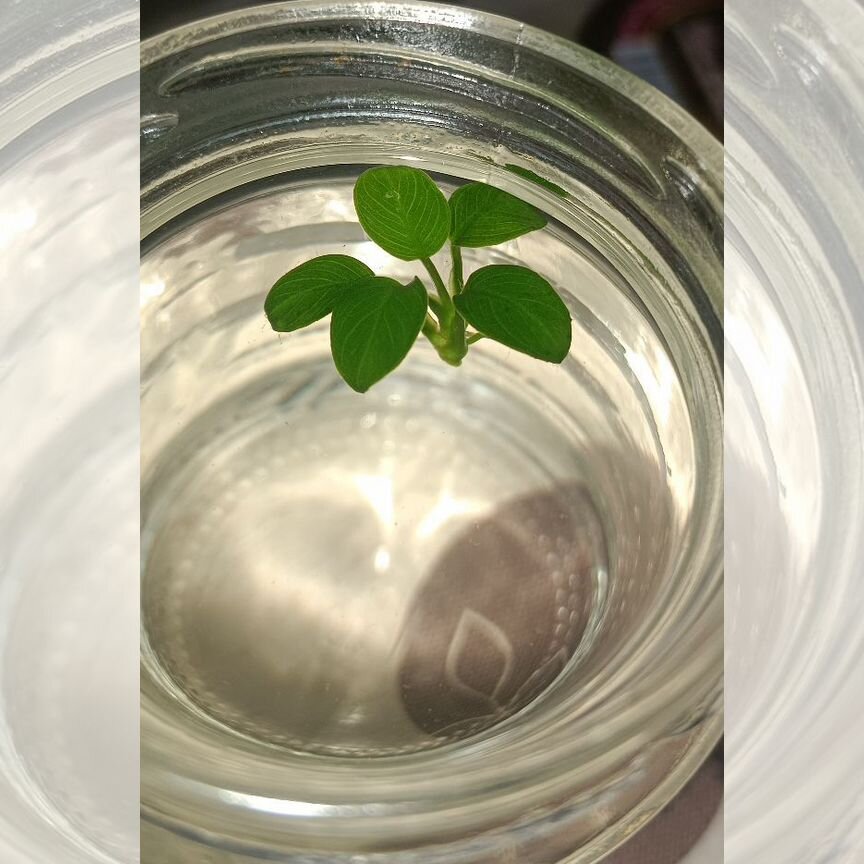 Анубиас нано петит