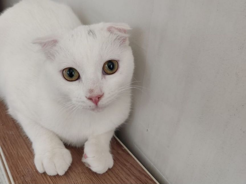 Котята метисы