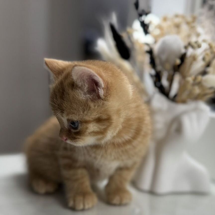 Шотландский прямоухий короткошёрстный котёнок