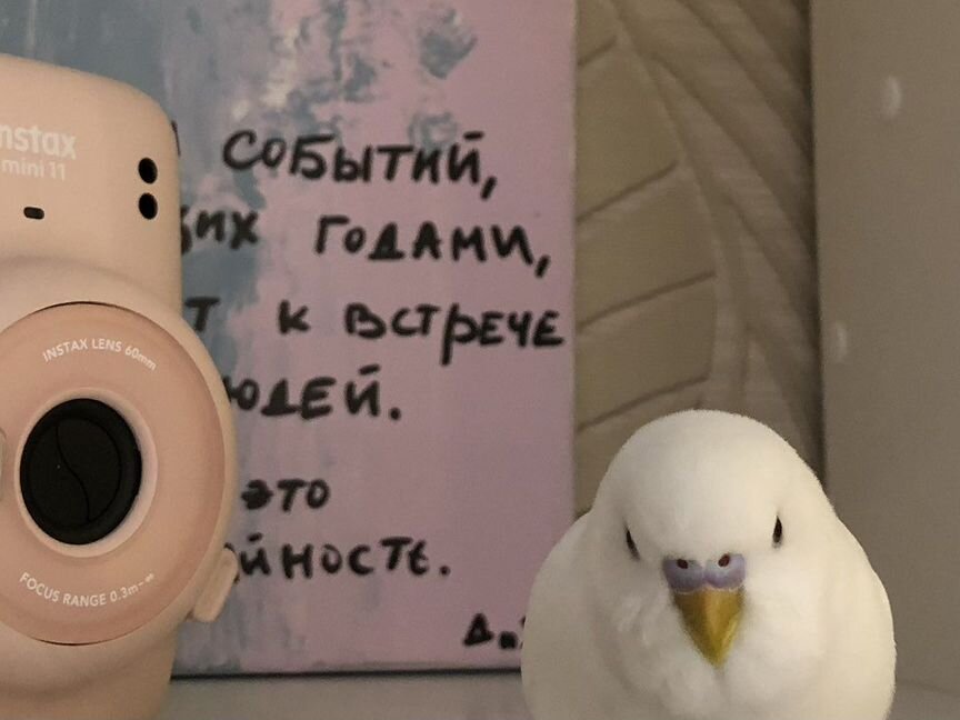 Волнистый попугай ручной 1 год 4 мес