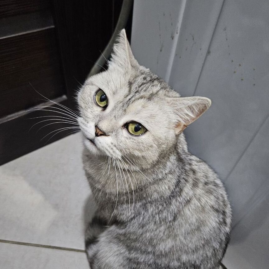 Кошка ищет хозяина