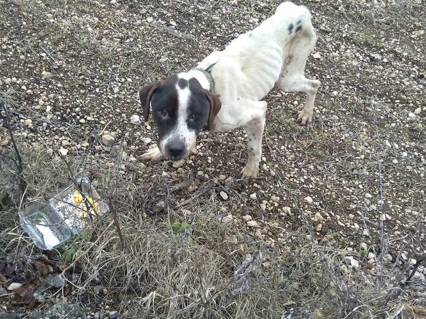 Ищем собаке место жительства