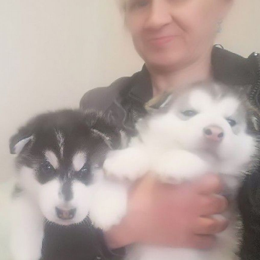 Щенки сибирской хаски и аляскинского маламута