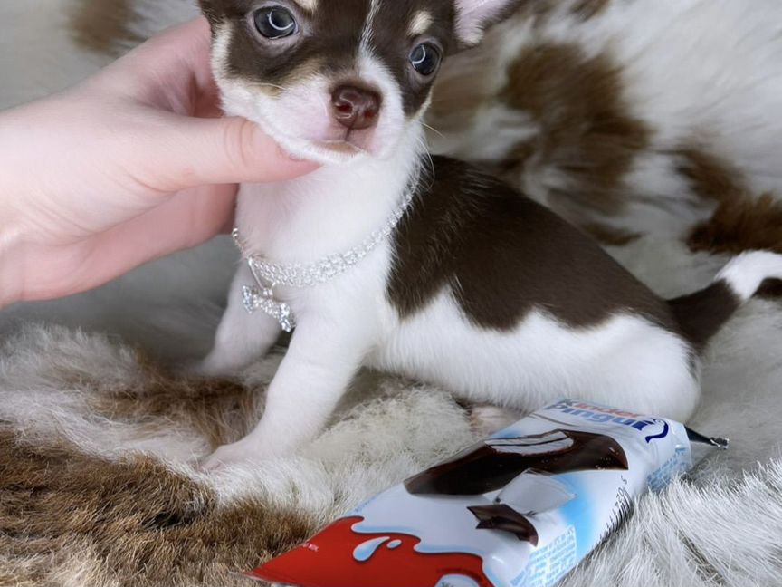 Супер мини мальчишка