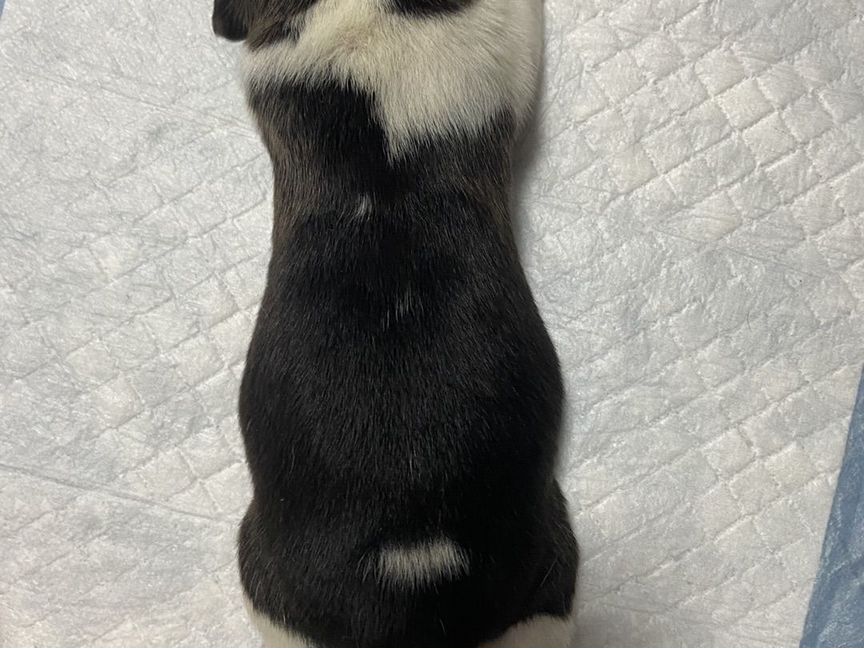 Собака