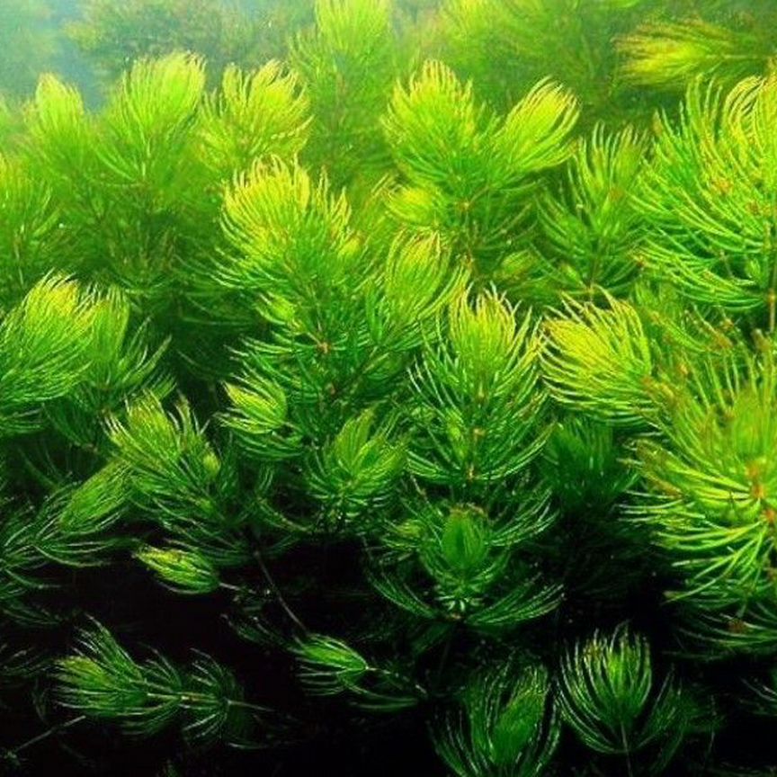 Роголистник и ряска для аквариума на обмен