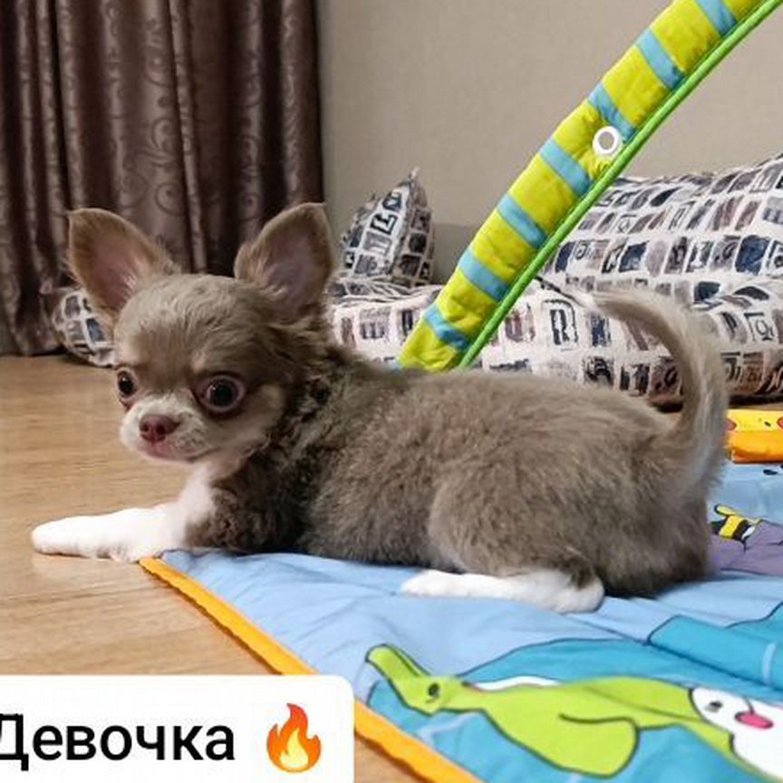 Девчишка и мальчишка РКФ
