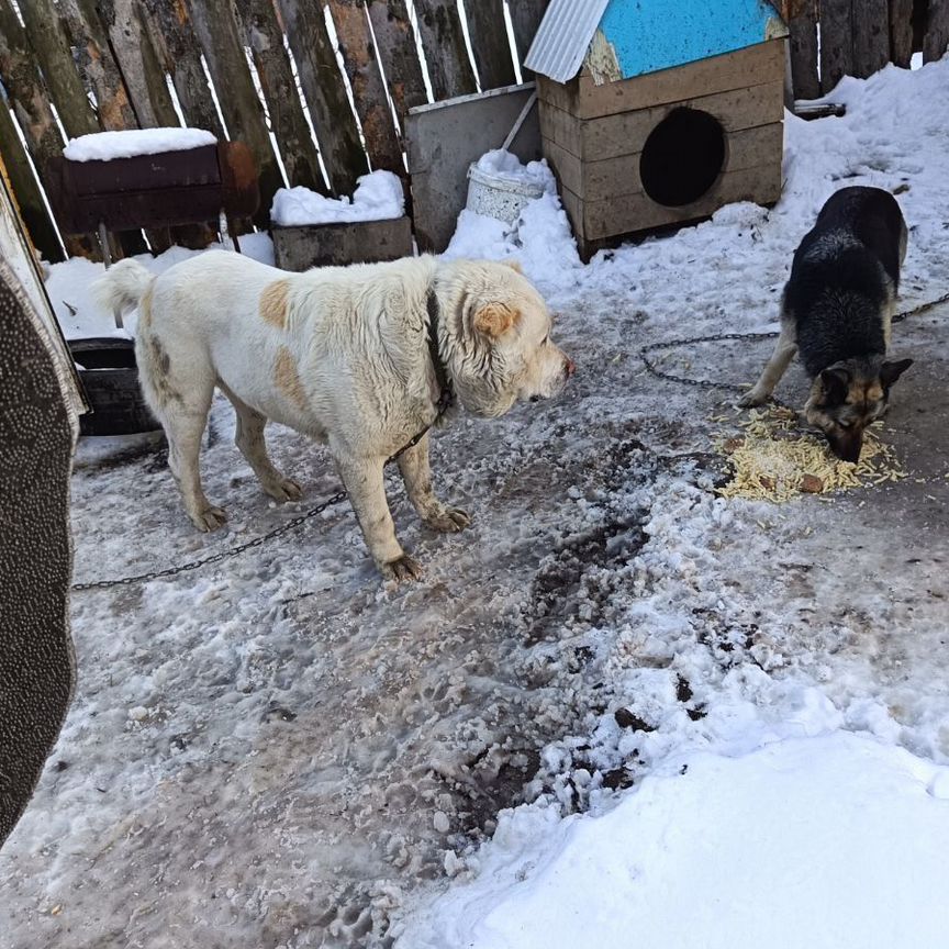 Восточноевропейская овчарка, щенок