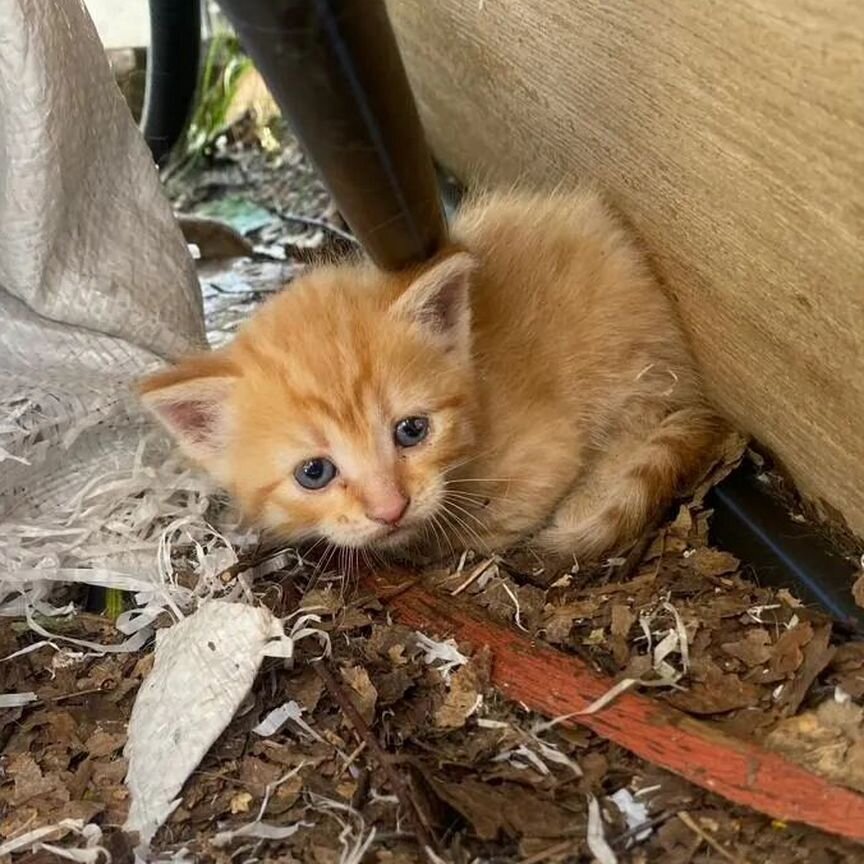Котята в добрые руки бесплатно