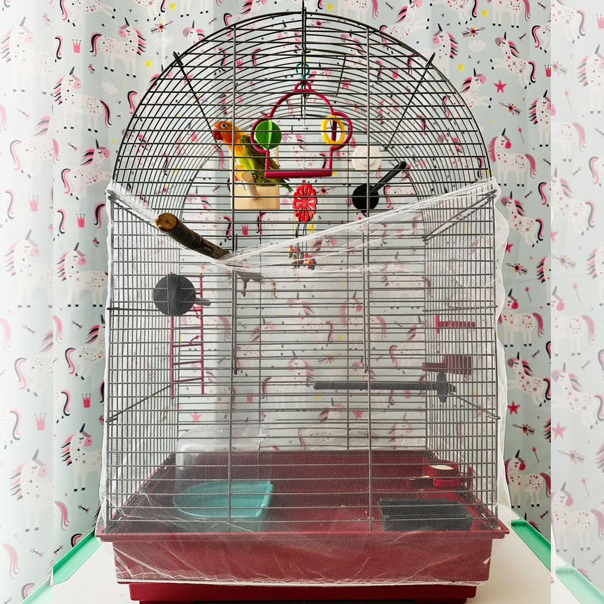 Попугай неразлучник с новой клеткой