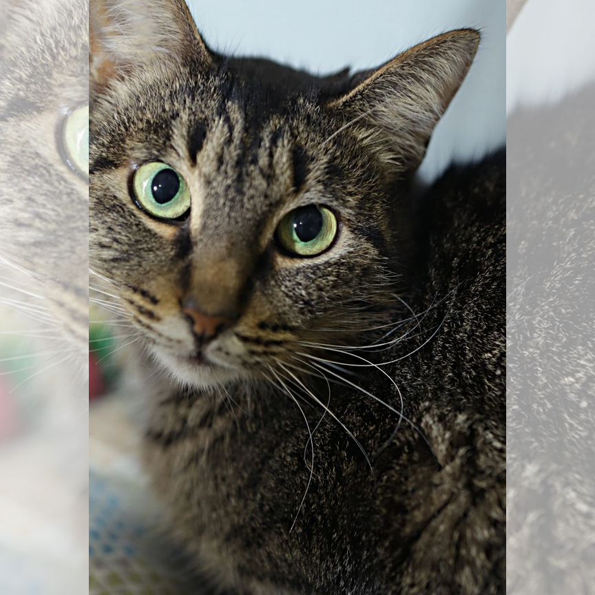 Взрослая кошка в добрые руки