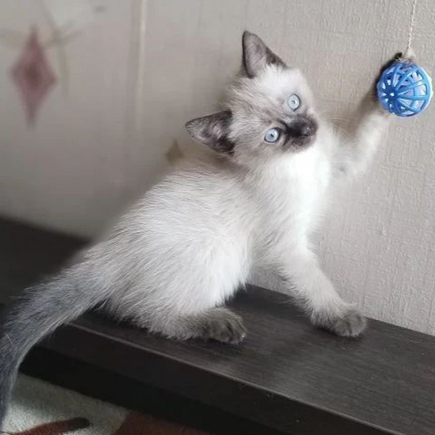 Котёнок от частного владельца