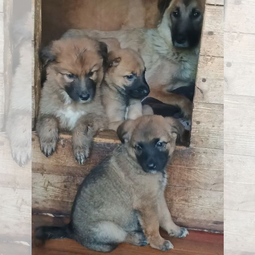 Щенок в добрые руки бесплатно