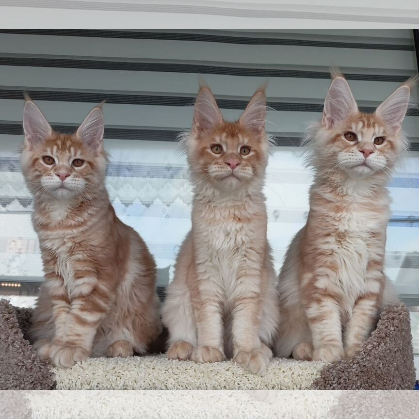 Мейн-кун котёнок