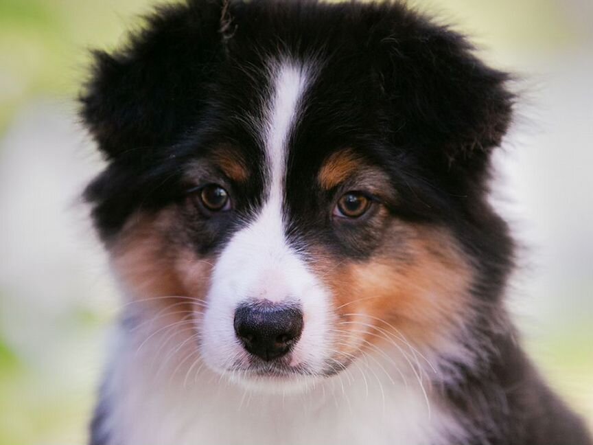 Щенок австралийской овчарки, девочка