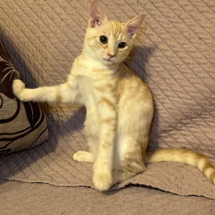 Котёнок от частного владельца