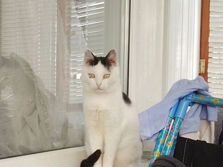 Коты в добрые руки