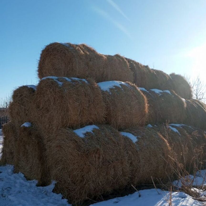 Продам сено в рулонах