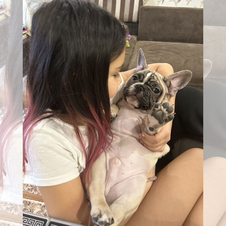 Французский бульдог, щенок