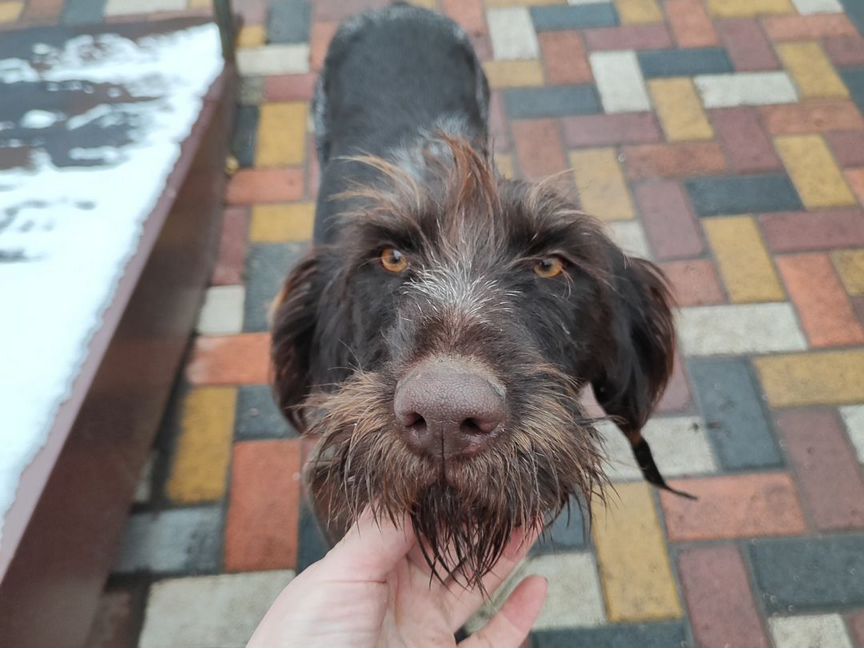 Собака дратхаар