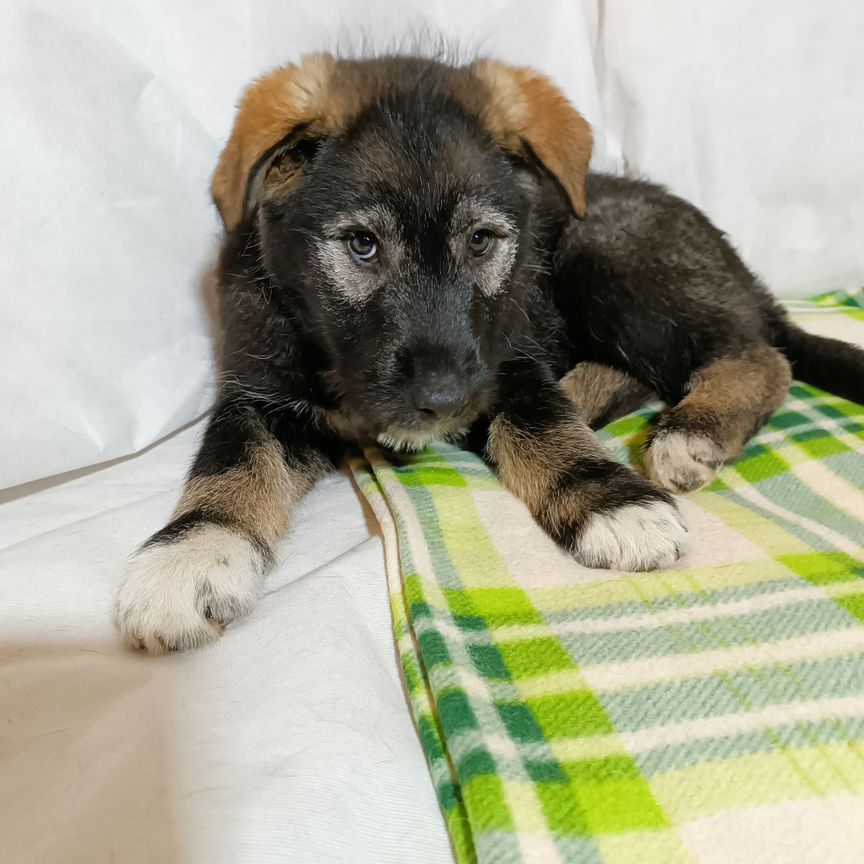 Мальчик топотыжка, 3 мес